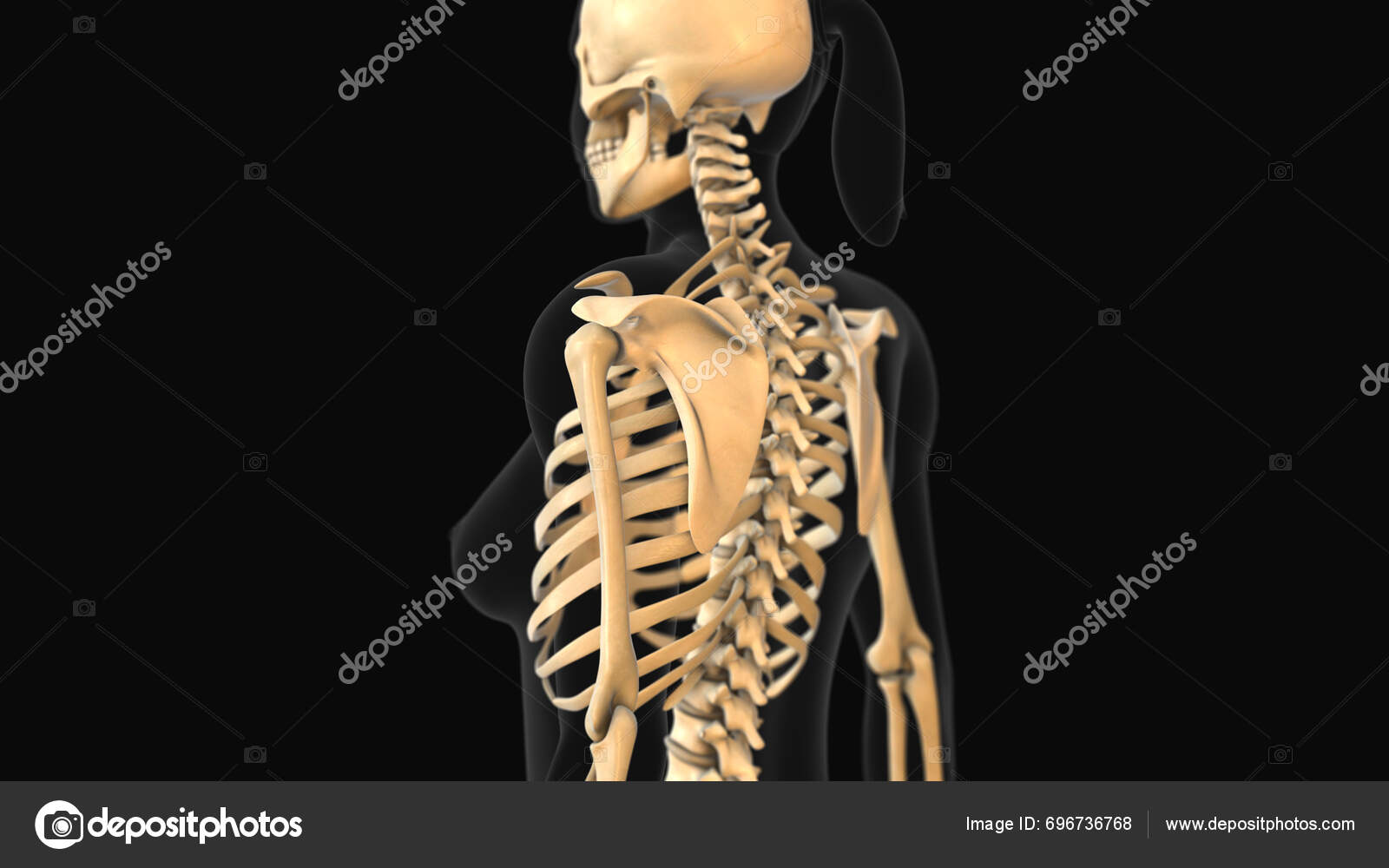 Medical Animation Scapula Bone Pain — Stock Photo © JitendraJadhav ...