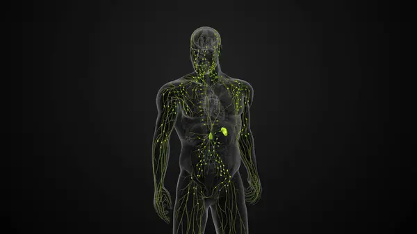 Lymph nodes Stock Photos, Royalty Free Lymph nodes Images | Depositphotos