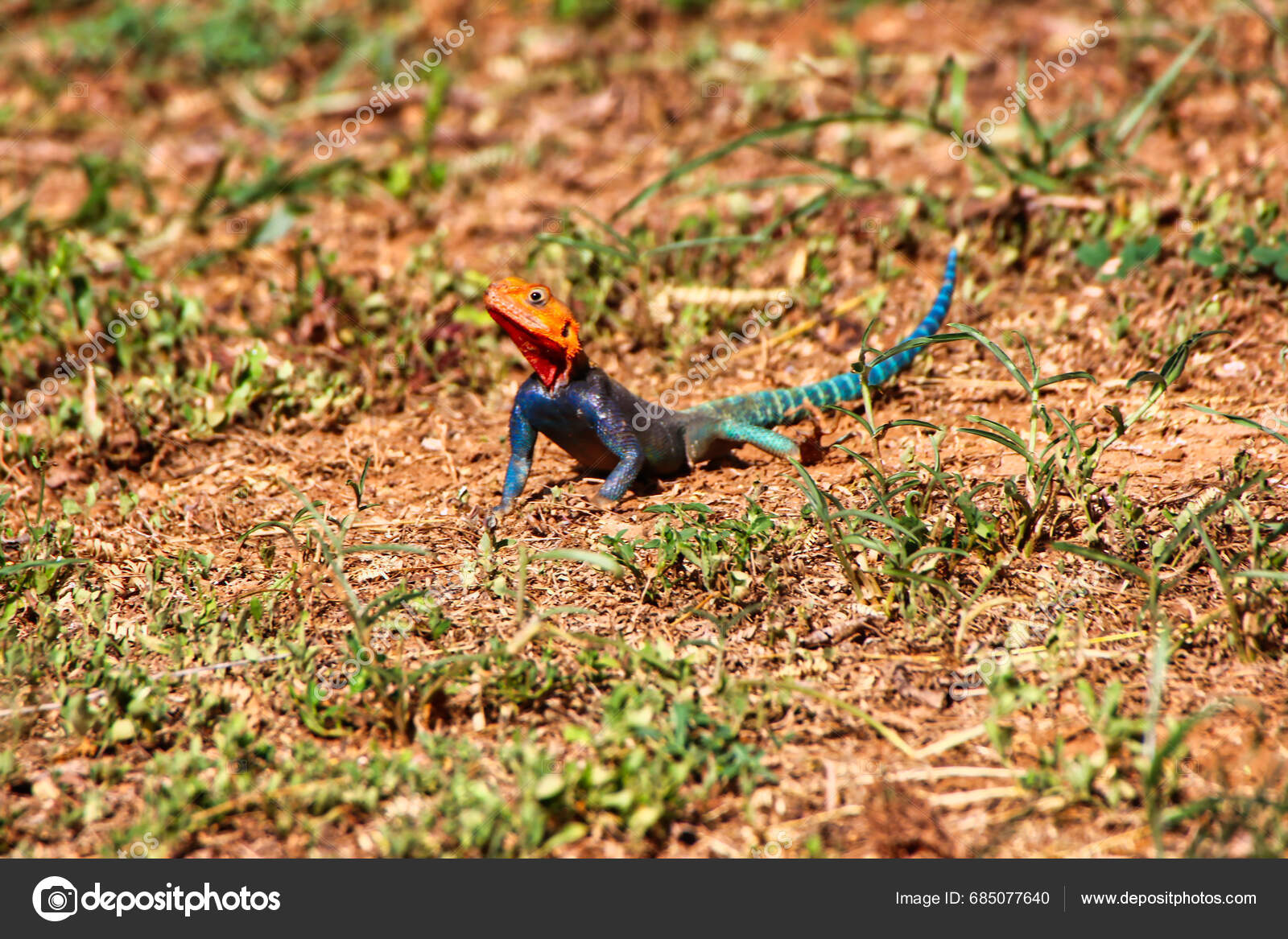 Multi Coloured Agama Lionotus Skink Tsavo East Kenya Africa — Stock ...