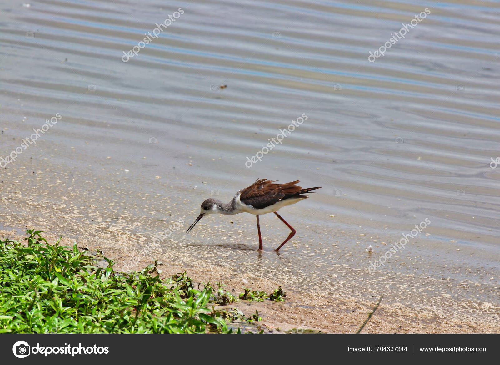 Black Winged Stilt Looking Insects Swamps Marshy Areas Amboseli ...