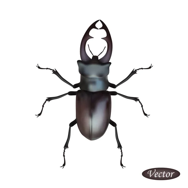 Water carrion beetle vectorafbeeldingen, illustraties en clipart ...