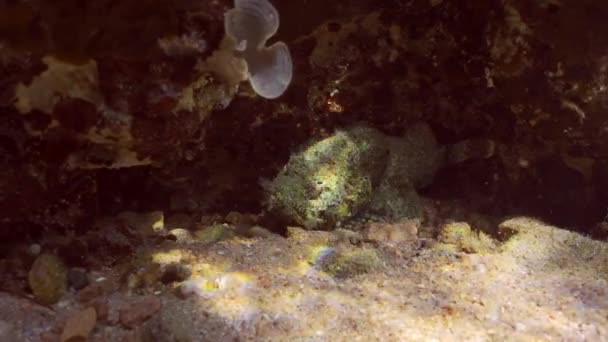 29 False stonefish Videos, Royalty-free Stock False stonefish Footage ...