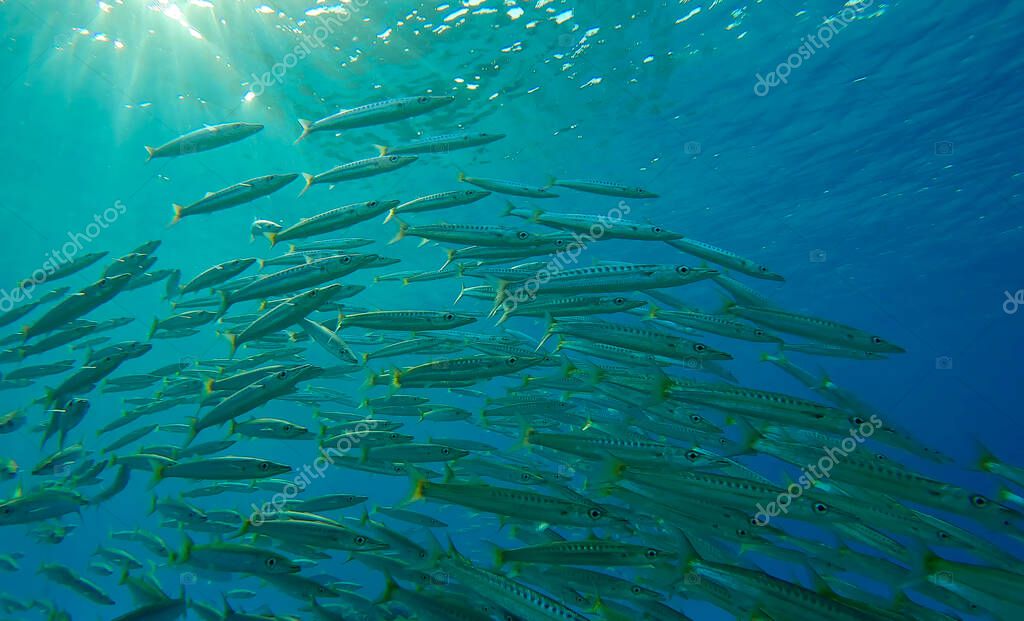 Primer plano de la gran cantidad de cardúmenes de Barracuda flota en el ...