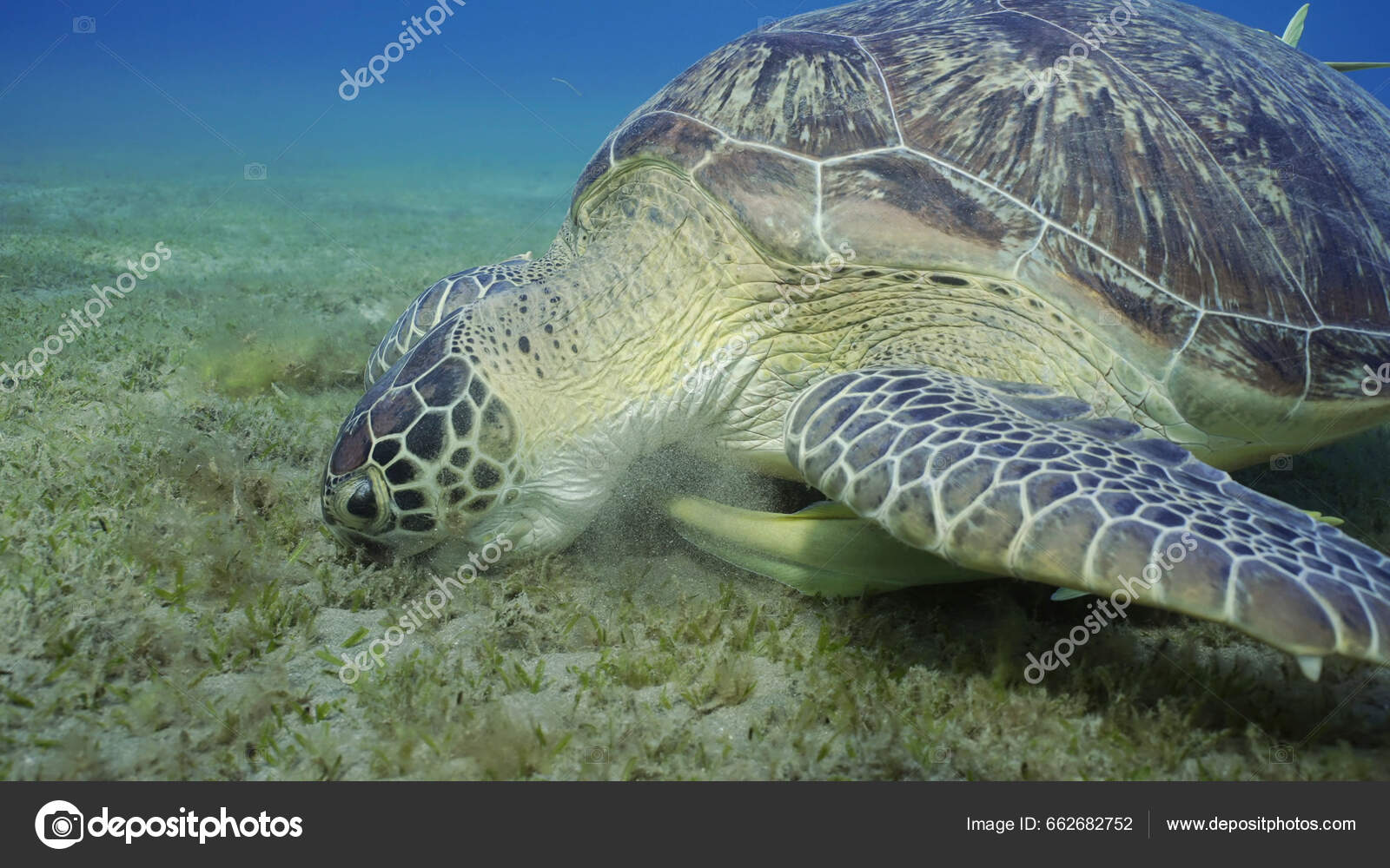 Green Sea Turtle Eating Algae