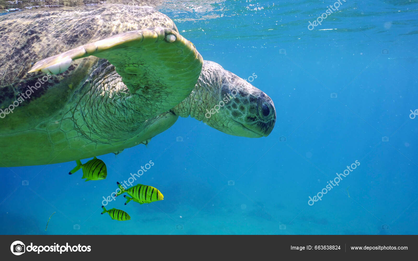 Sea Turtle Group Swimming