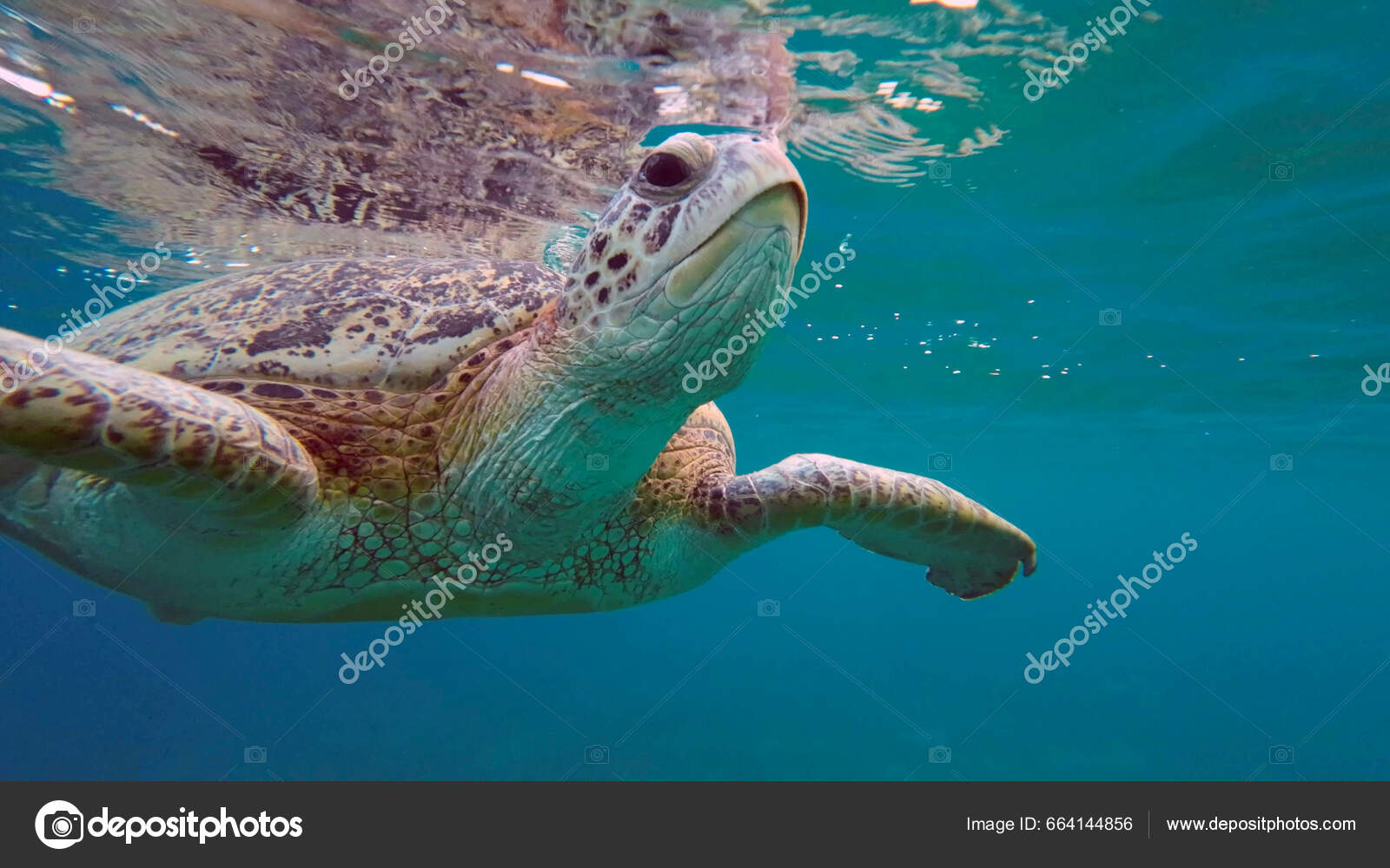 Sea Turtle Bottom View
