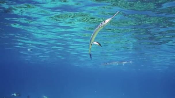 234 Garfish Videos, Royalty-free Stock Garfish Footage | Depositphotos