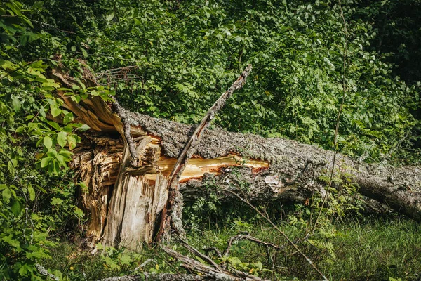 Broken tree Stock Photos, Royalty Free Broken tree Images | Depositphotos