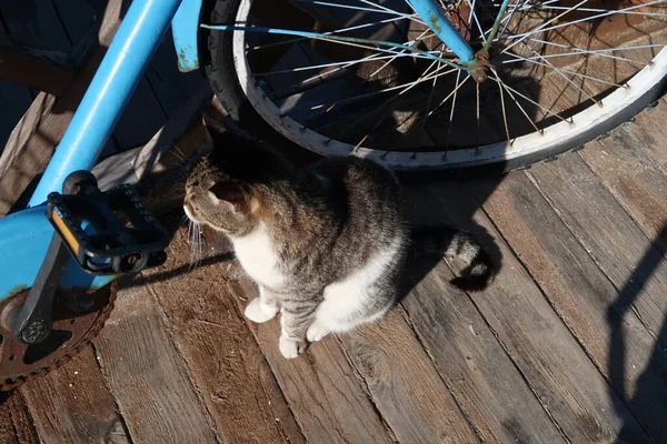 Kot na rowerze fotos de stock, imágenes de Kot na rowerze sin royalties ...