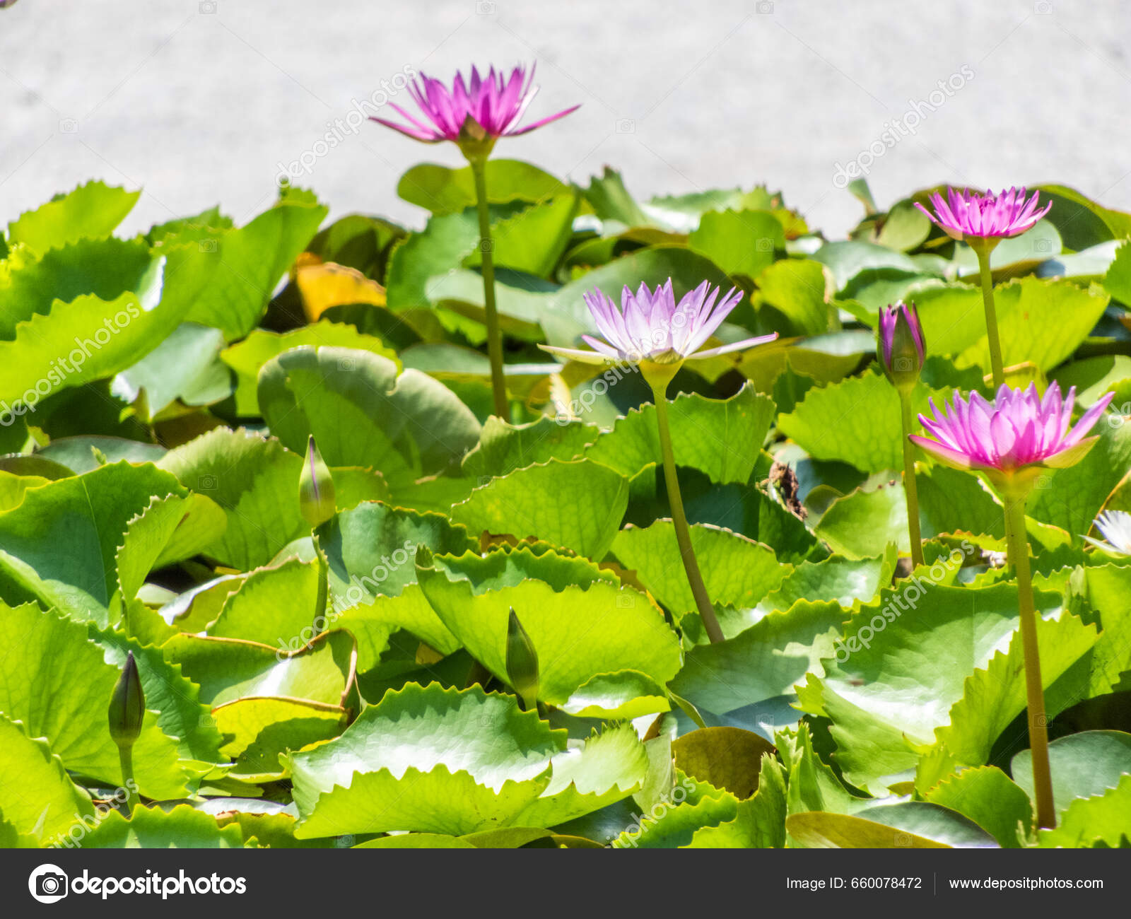 Lotus Flower Emerging