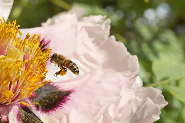 White peony, pion flower close up detail. Honey bee with curd on ...