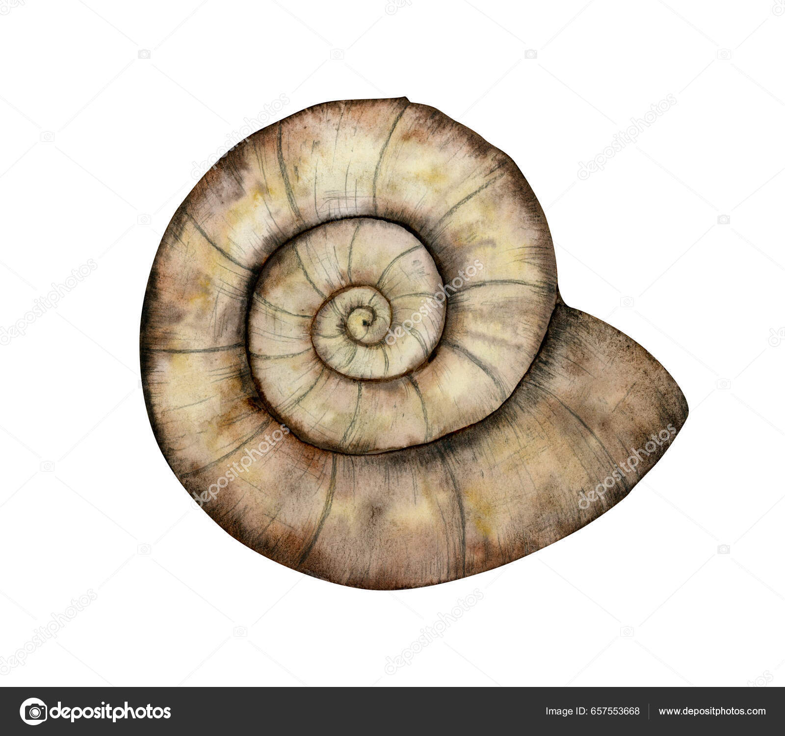 Ammonite Fossil Drawing