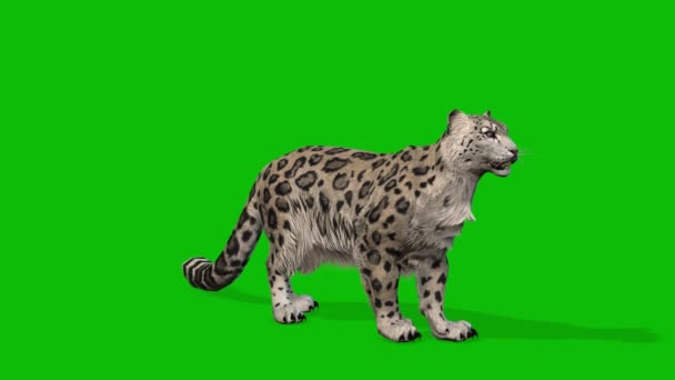 5,628 Cat green screen Stock Videos, 4K & HD Footage | Depositphotos