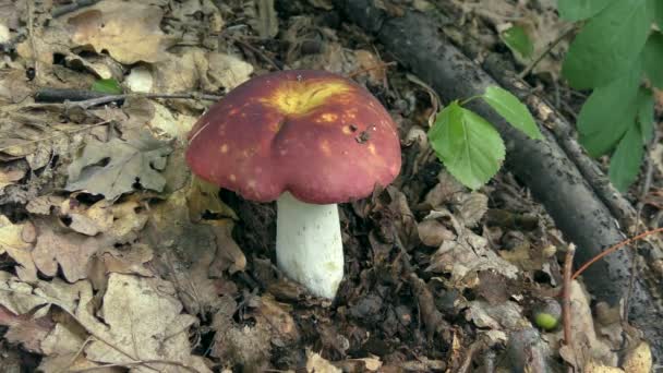 105 vídeos de Russule, metraje de Russule sin royalties | Depositphotos