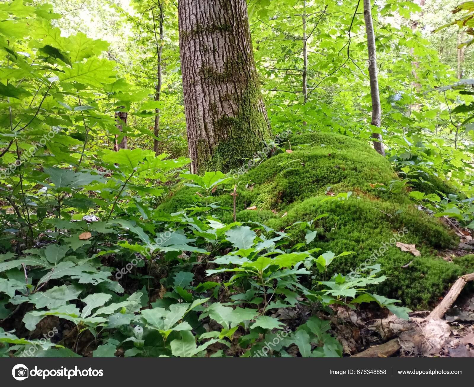 Oak Trunk Covered Moss Young Oak Shoots Grow Moss Mighty Stock Photo by ...