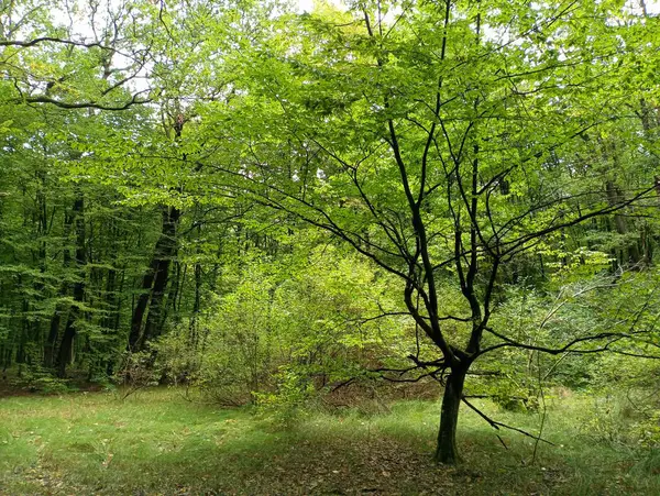 Hazel forest Stock Photos, Royalty Free Hazel forest Images | Depositphotos