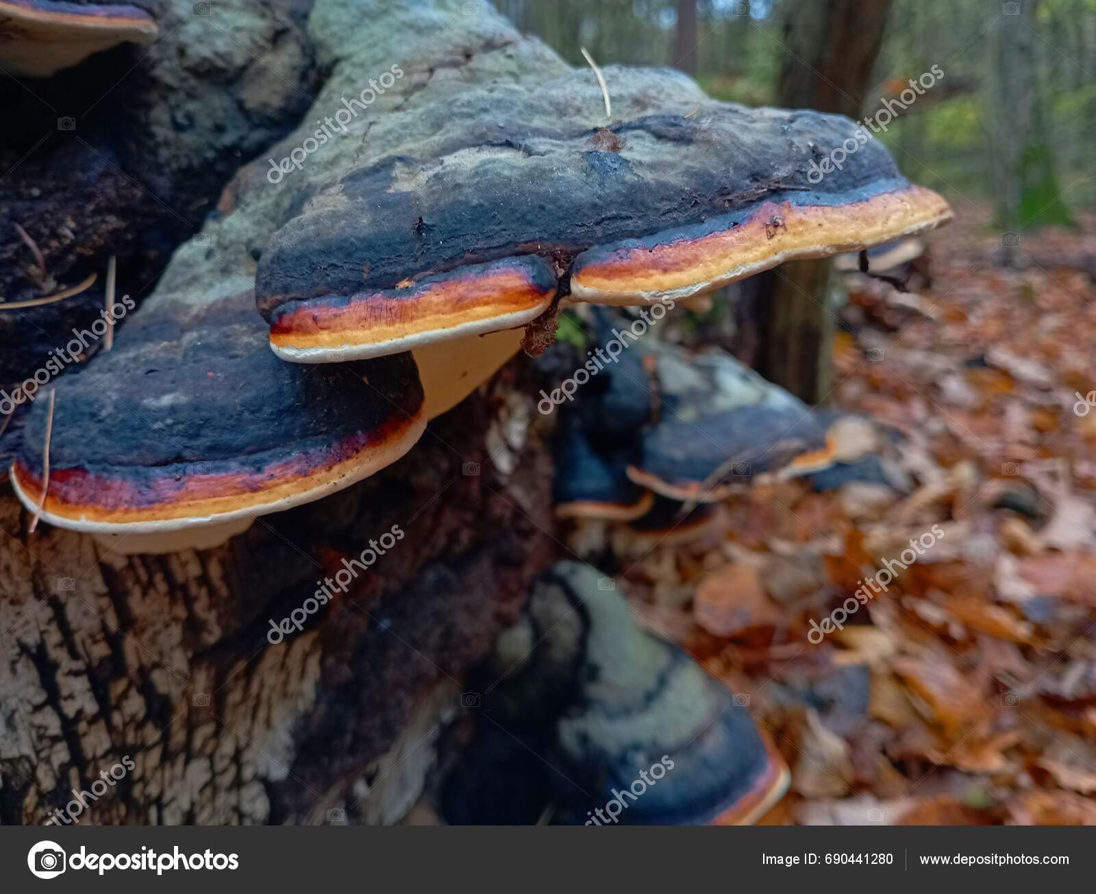 Black Wood Mushrooms Tree Trunk Autumn Mushrooms Trees Poisonous Forest ...