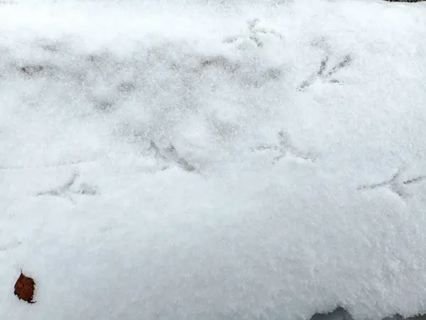 Winter footprints Stock Photos, Royalty Free Winter footprints Images ...