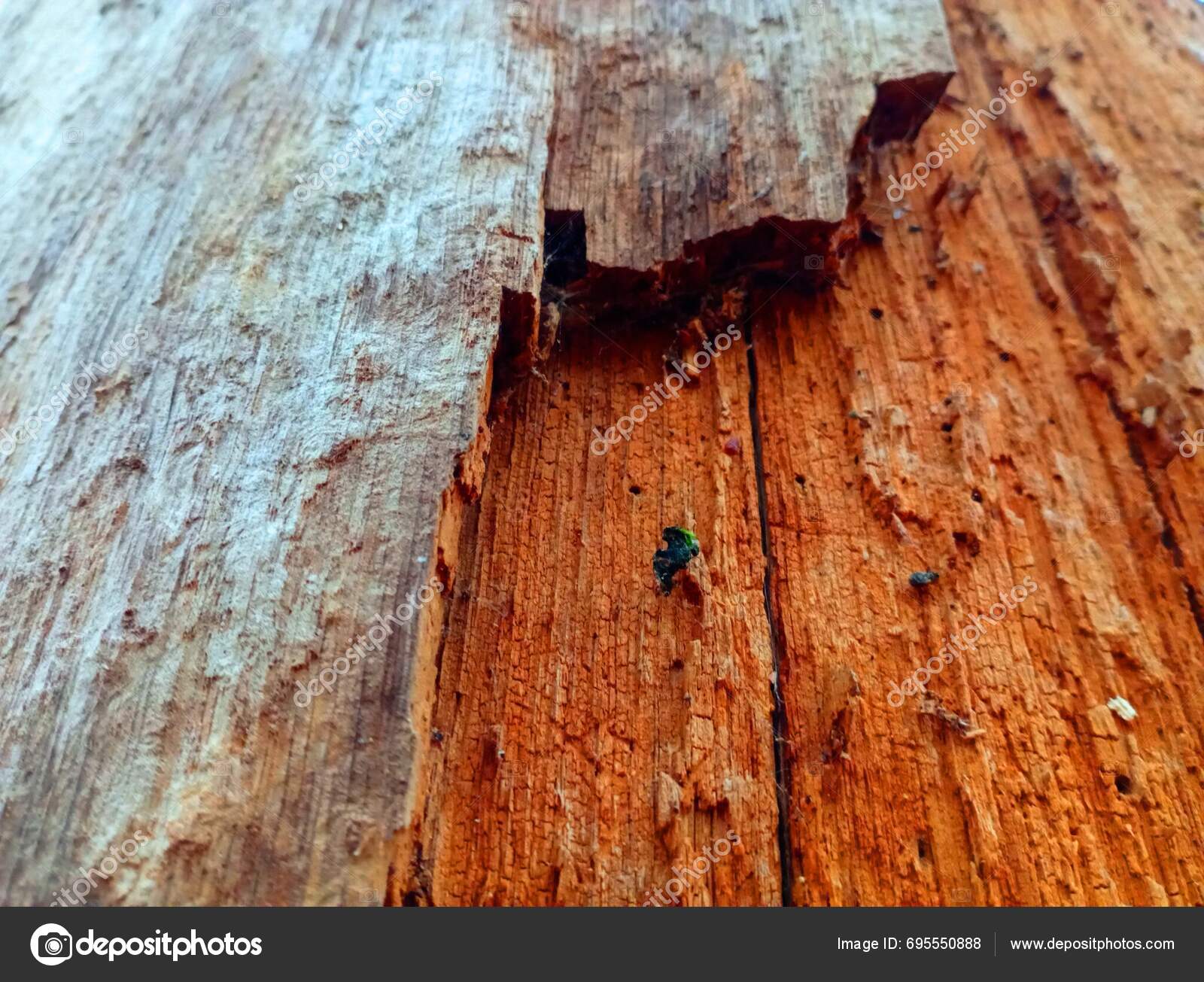 Texture Old Rotten Oak Trunk Oak Bark Crumbles Rots Stock Photo by ...