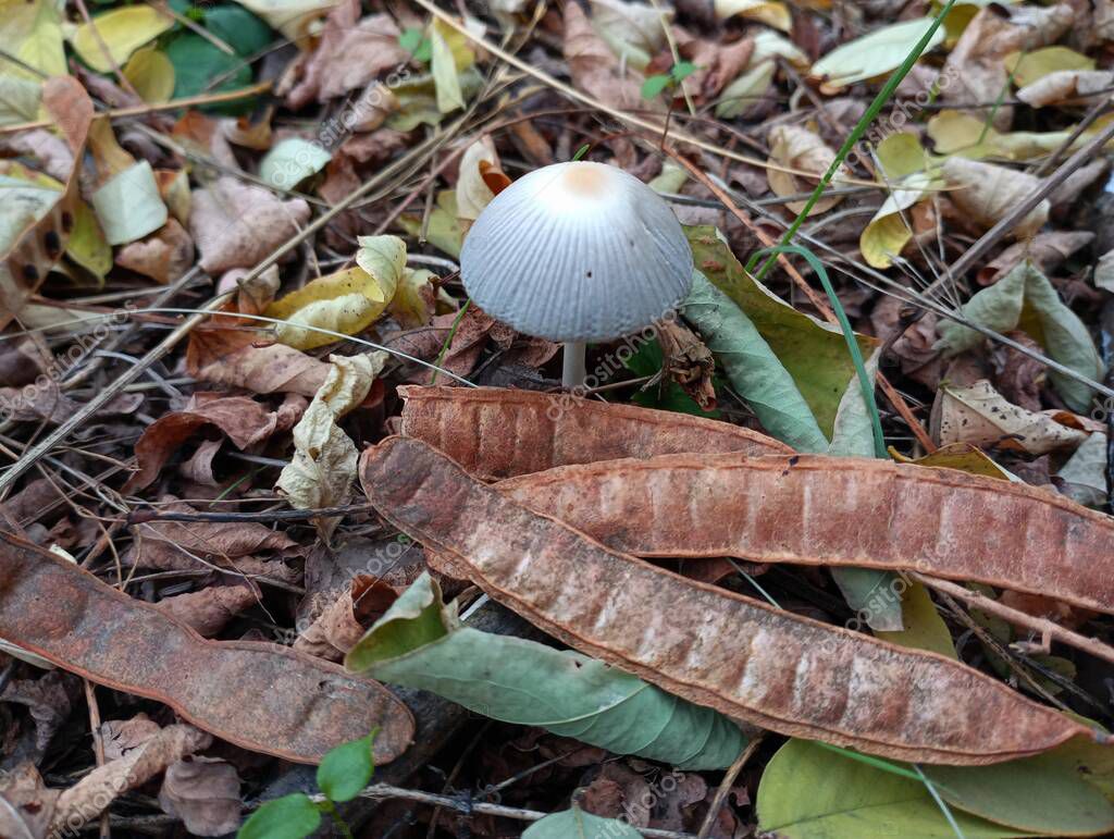 Seta gris venenosa en el bosque sobre el fondo de hojas secas caídas. Fondos naturales y ...