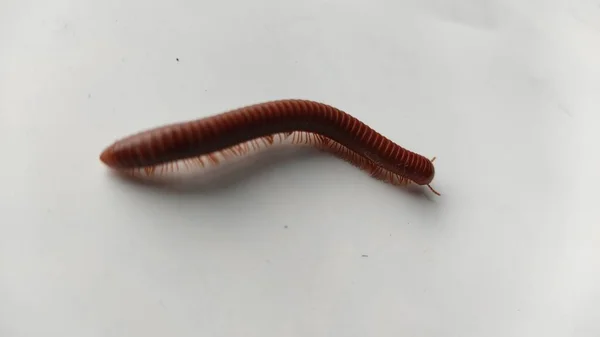 Pictures Of Worms In Goat Mouth And Teeth And Gums - Infoupdate.org