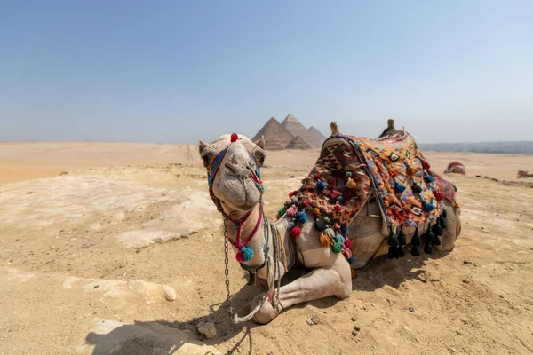 Camel path Stock Photos, Royalty Free Camel path Images | Depositphotos