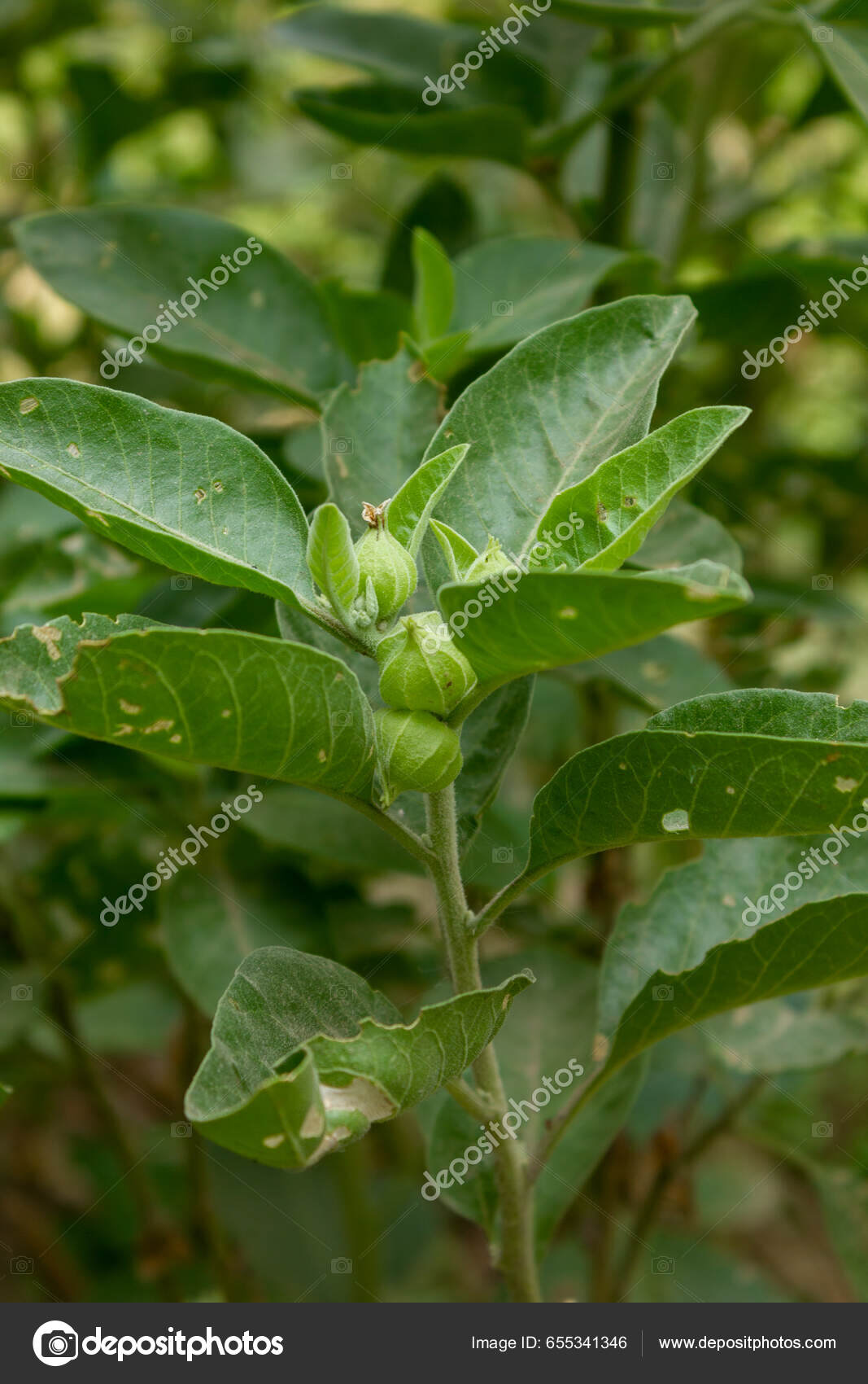 Ashwagandha Tree