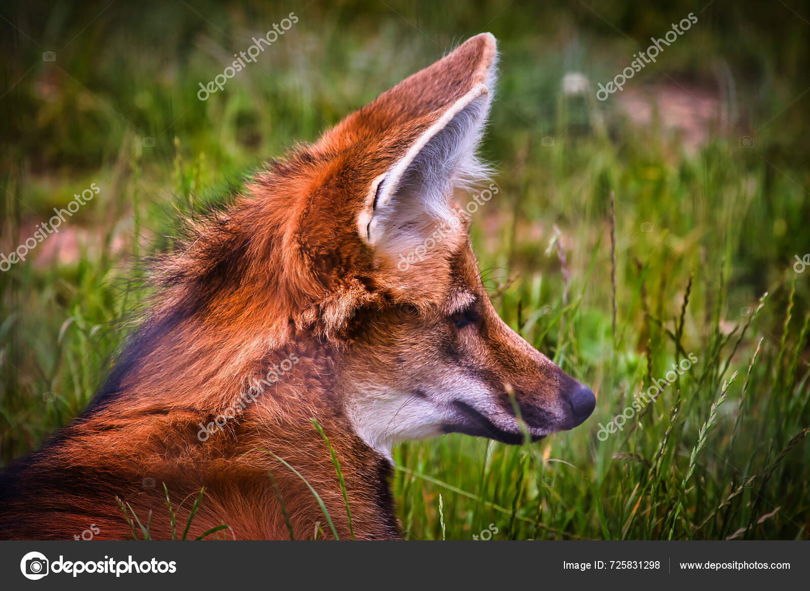 Close Maned Wolf Grassy Field Showcasing Its Distinctive Large Ears ...