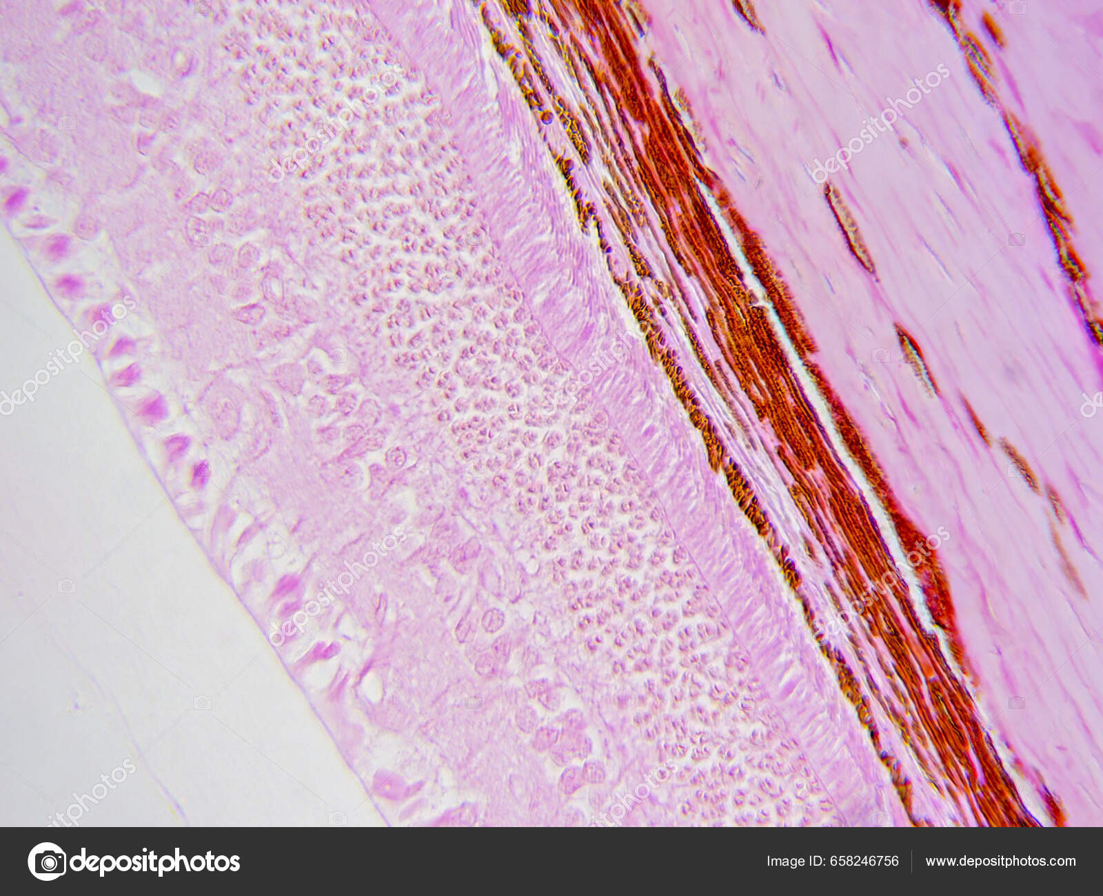 Periphery Revealed Detailed Peripheral Retina Layers 400X — Stock Photo ...