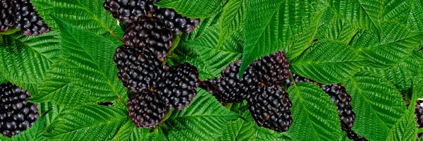 Fern fruits Stock Photos, Royalty Free Fern fruits Images | Depositphotos