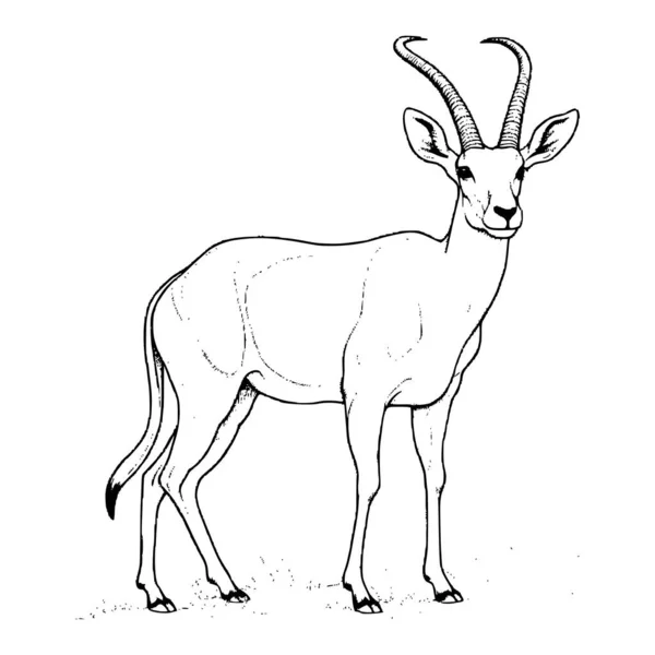 Addax Drawing