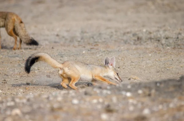 Volatile india foxes Stock Photos, Royalty Free Volatile india foxes ...