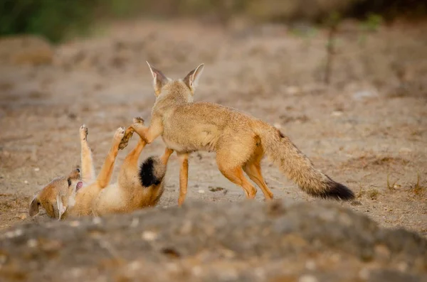 Volatile india foxes Stock Photos, Royalty Free Volatile india foxes ...