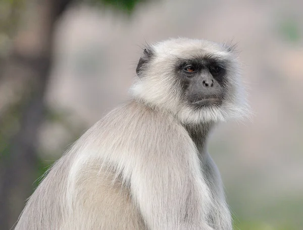 Monyet Putih