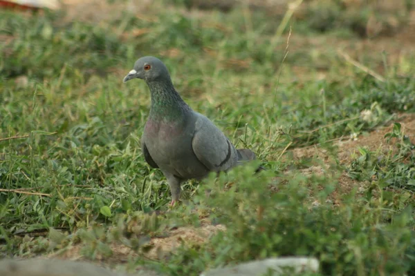 Columba Stock Photos, Royalty Free Columba Images | Depositphotos