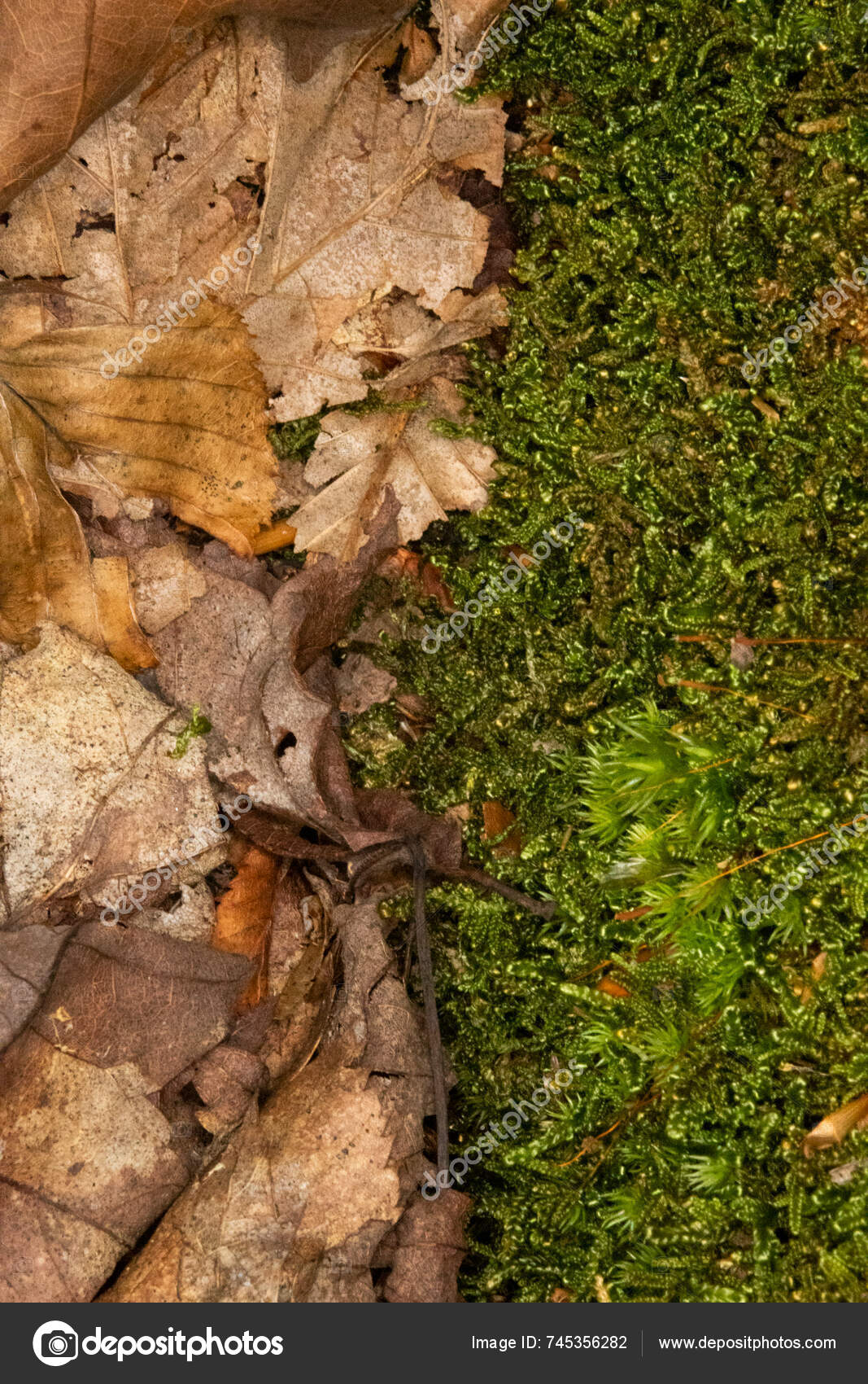 Close Half Moss Half Old Dead Leaves Difference Decay Life — Stock ...