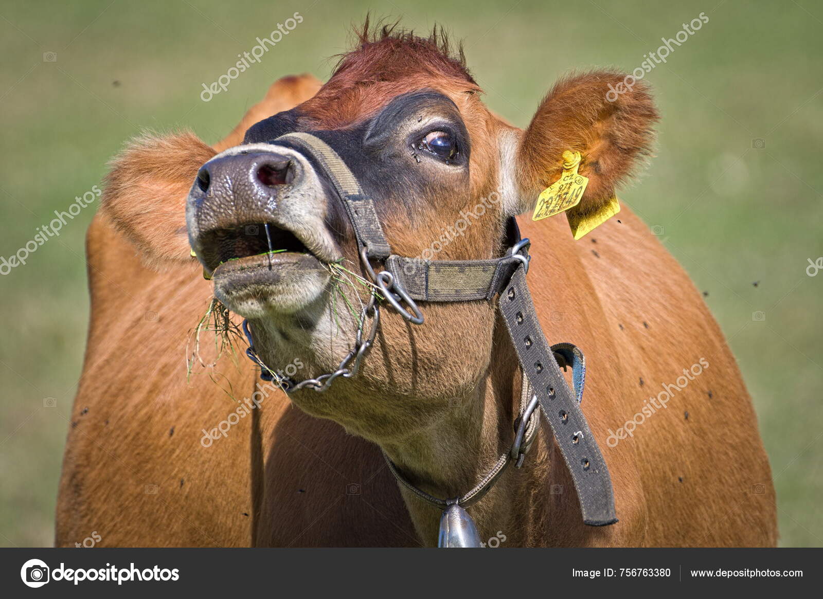 Close Portrait Sad Crying Cow Sad Desperation Expression Vegetarian ...
