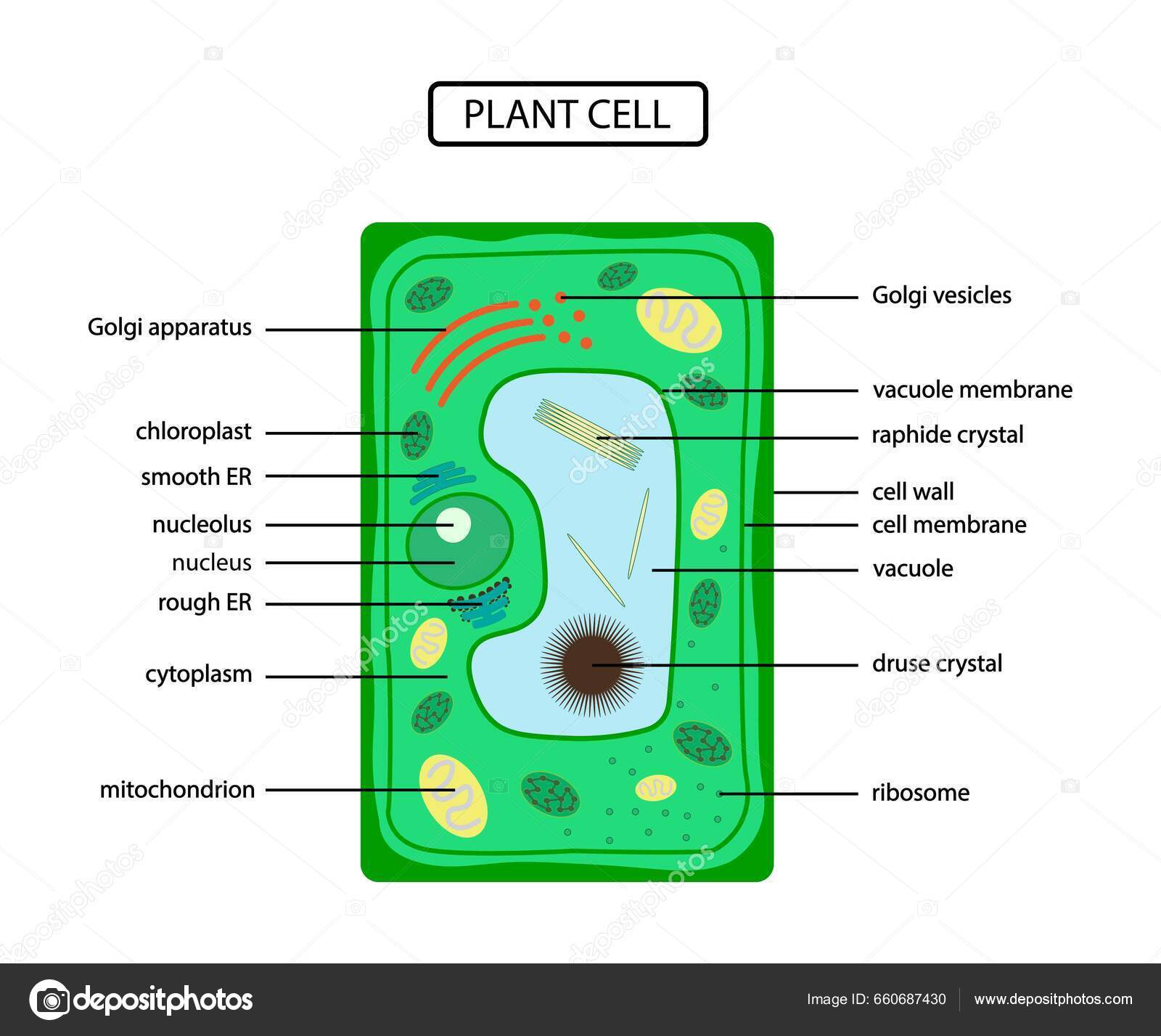 Illustration Biology Plant Cell Anatomy Plant Cell Structure Cross ...