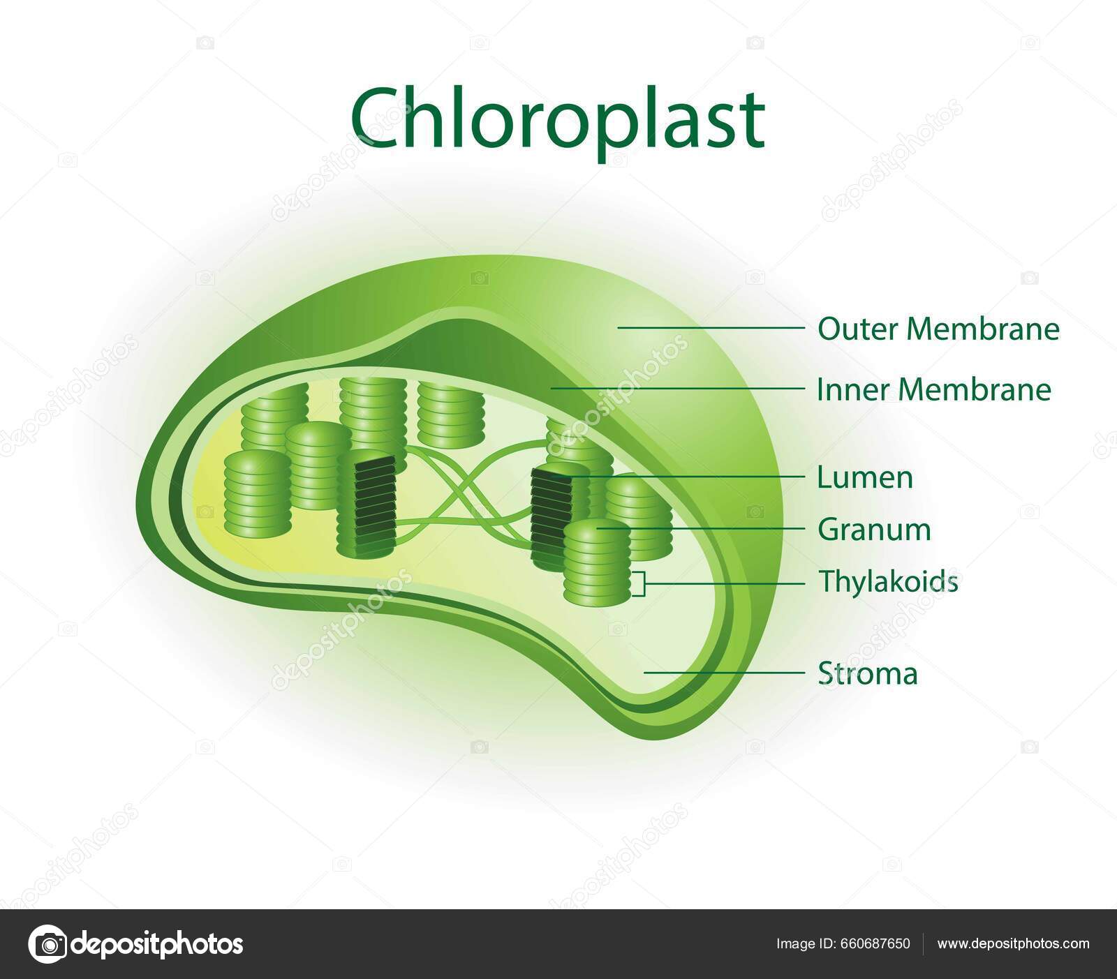 Chloroplast Function