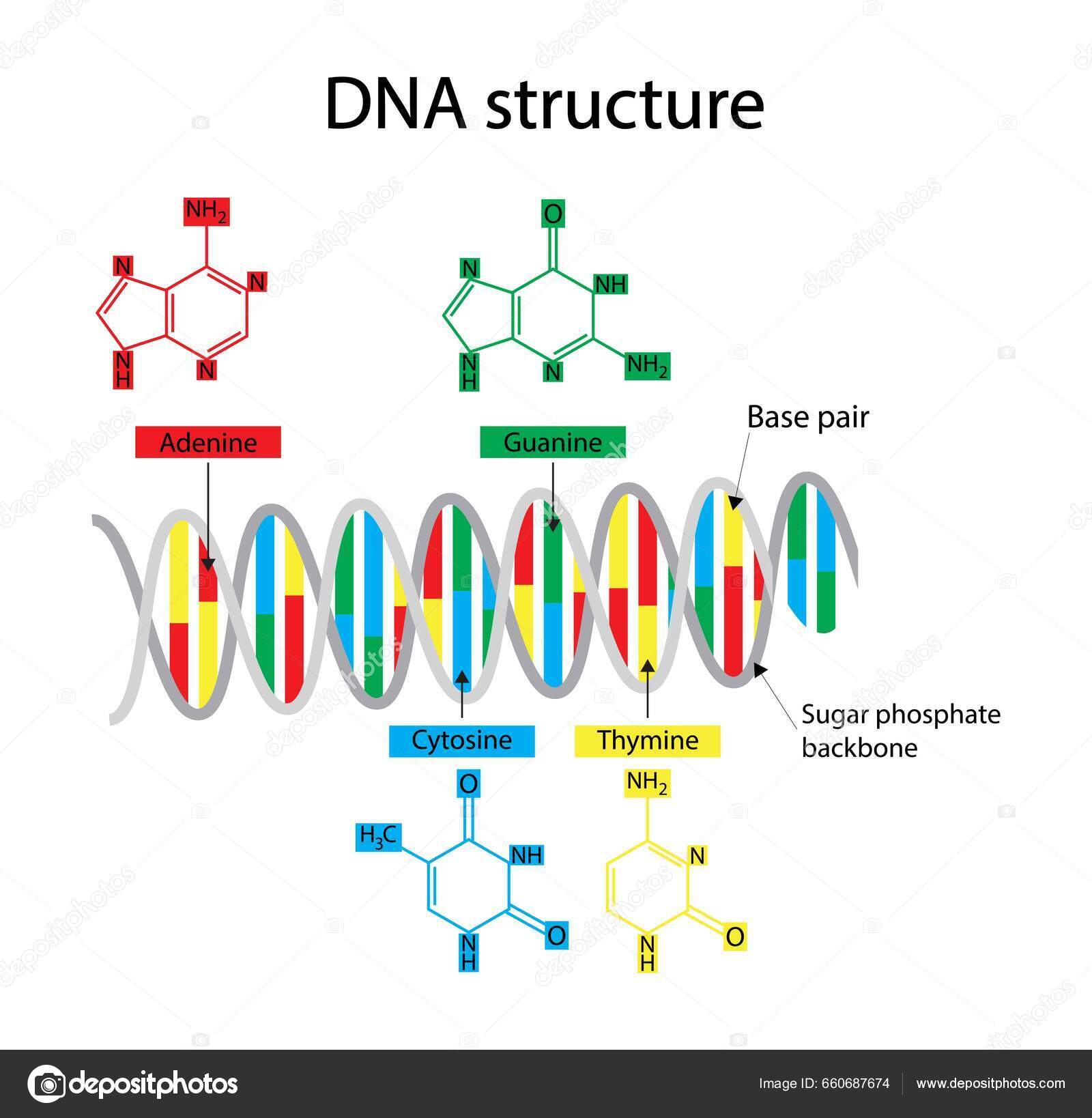 Cytosine Dna
