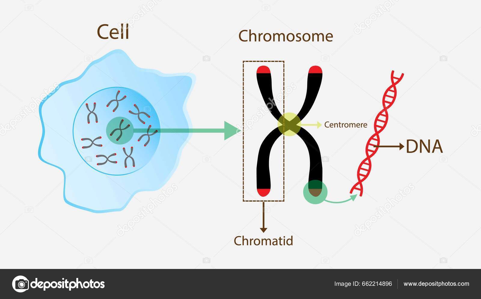 Illustration Biologi Kromosom Och Dna Struktur Kromosom Gjord Protein ...