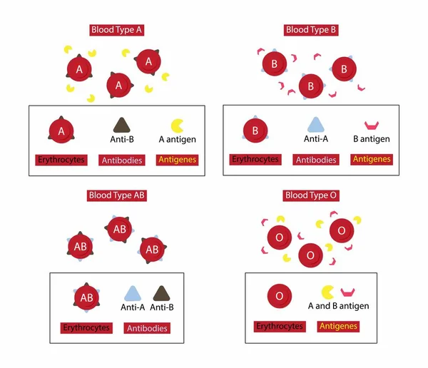 100,000 Abo blood typing system Vector Images | Depositphotos