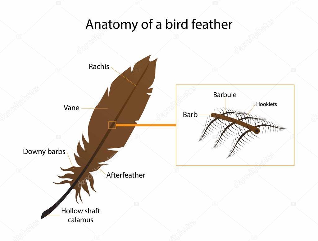 illust de la biología y de los animales, Anatomía de una pluma del ...