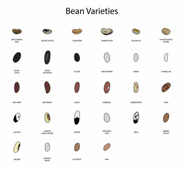 Bean varieties Stock Photos, Royalty Free Bean varieties Images ...