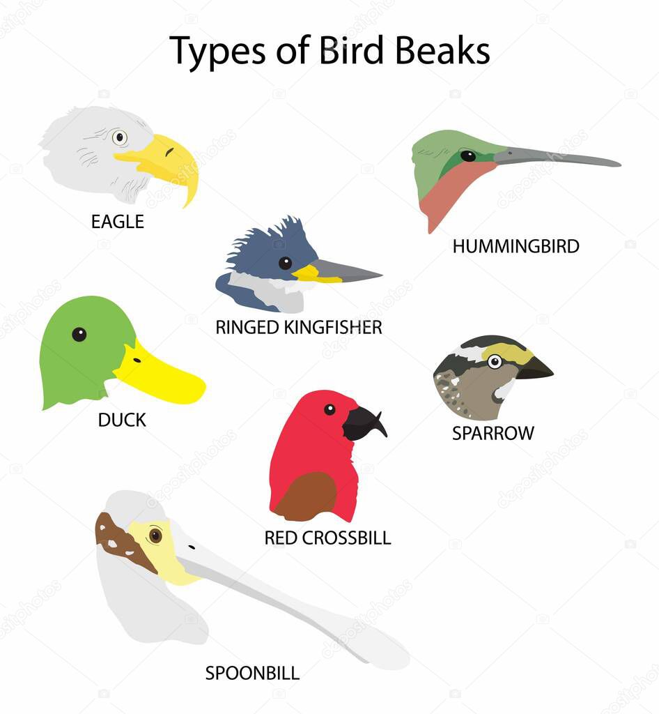 illust of biology and animals, Tipos de picos de aves, Picos de aves ...