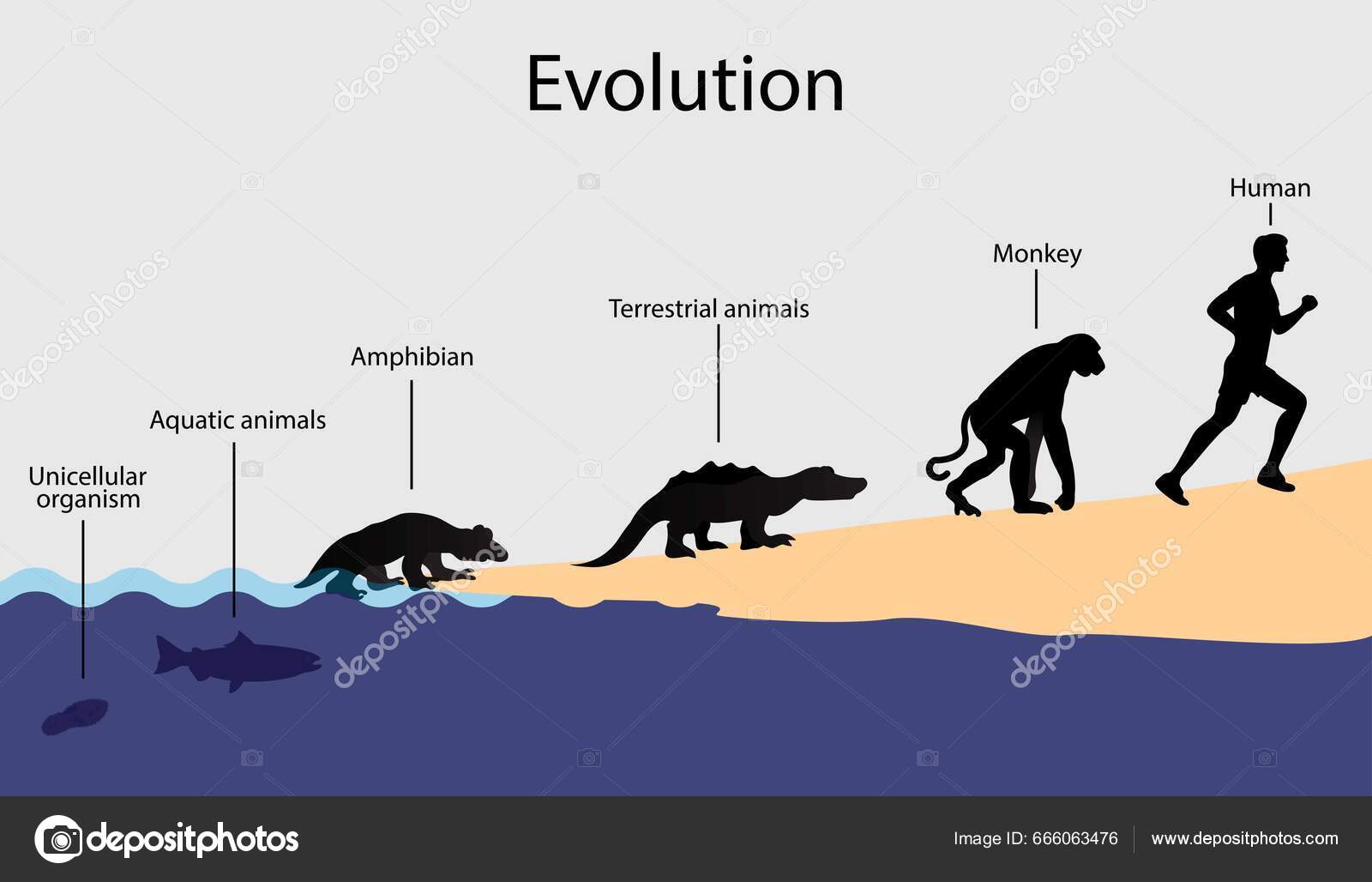 Illustration Biology Animal Evolution Evolution Unicellular Organisms ...