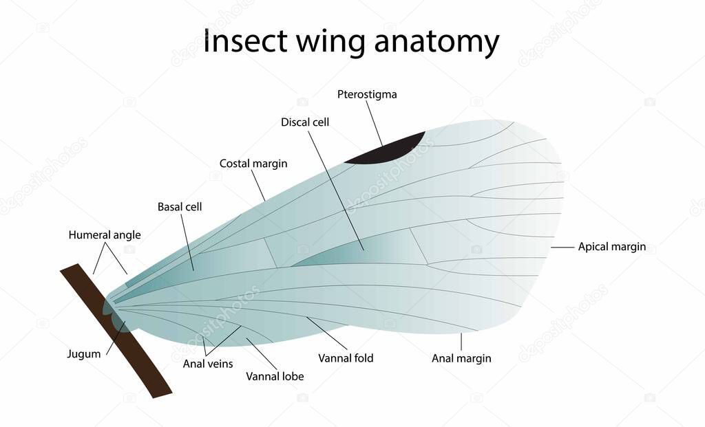 illust de biología y animales, Anatomía del ala del insecto, Venas ...