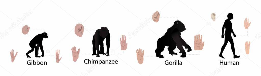ilustración de biología y antropología, Diferencias entre humanos y ...