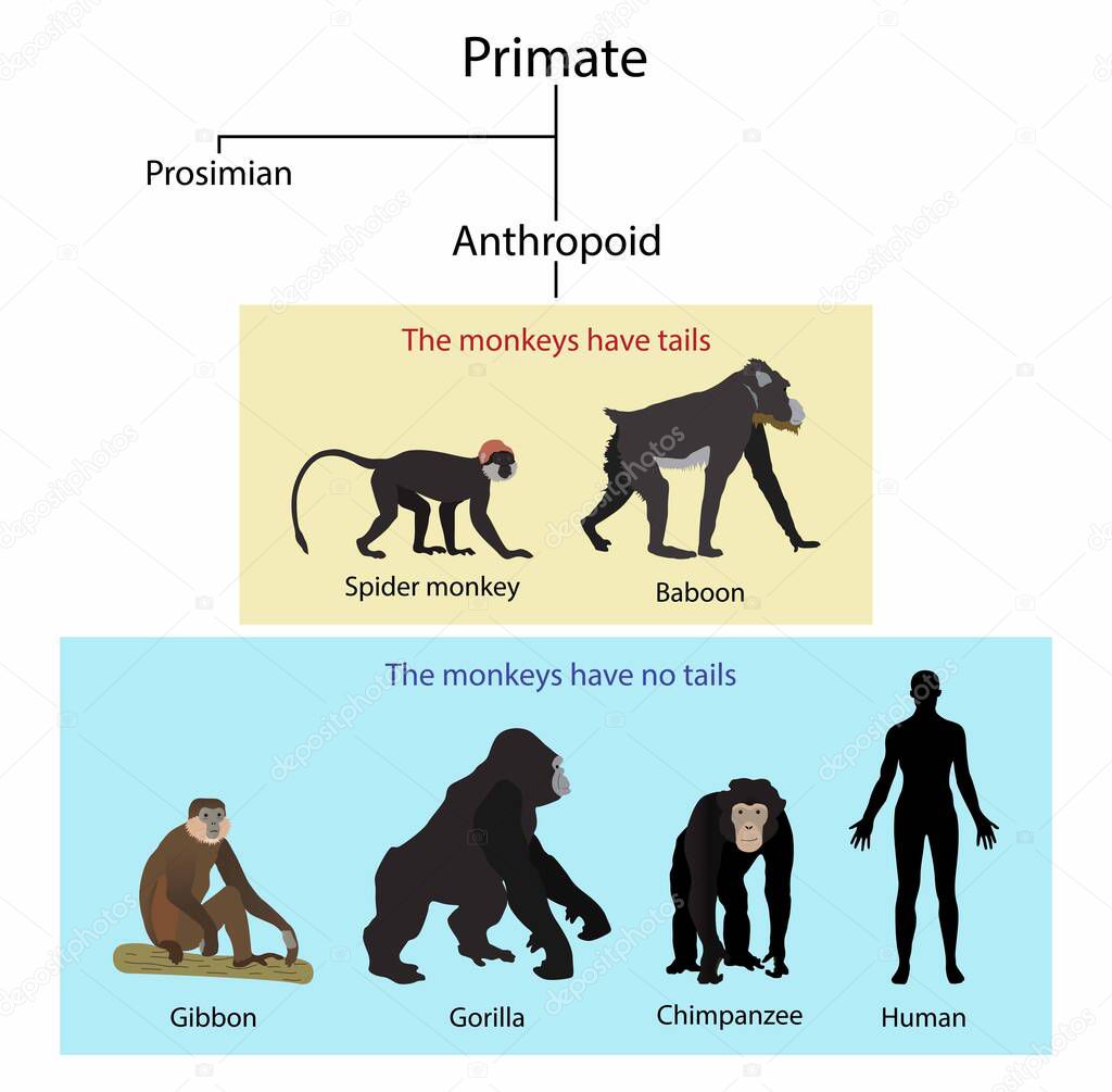 ilustración de la biología y la evolución humana, Los monos y los ...
