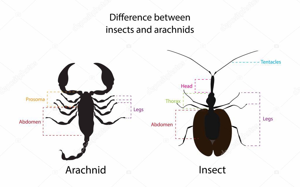 ilustración de la biología y los animales, Diferencia entre insectos y ...